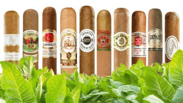 Types of Cigars Flavors & Cigar Flavors Chart & Colors 2025